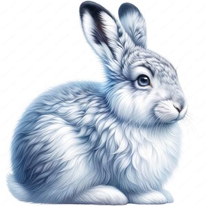 Arctic Hare Clipart | Clipart Bundle | 10 High-quality Designs | Wall ...