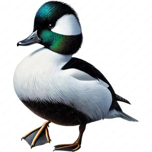 Bufflehead Clipart | Charming Bufflehead Clipart Bundle | 10 High ...