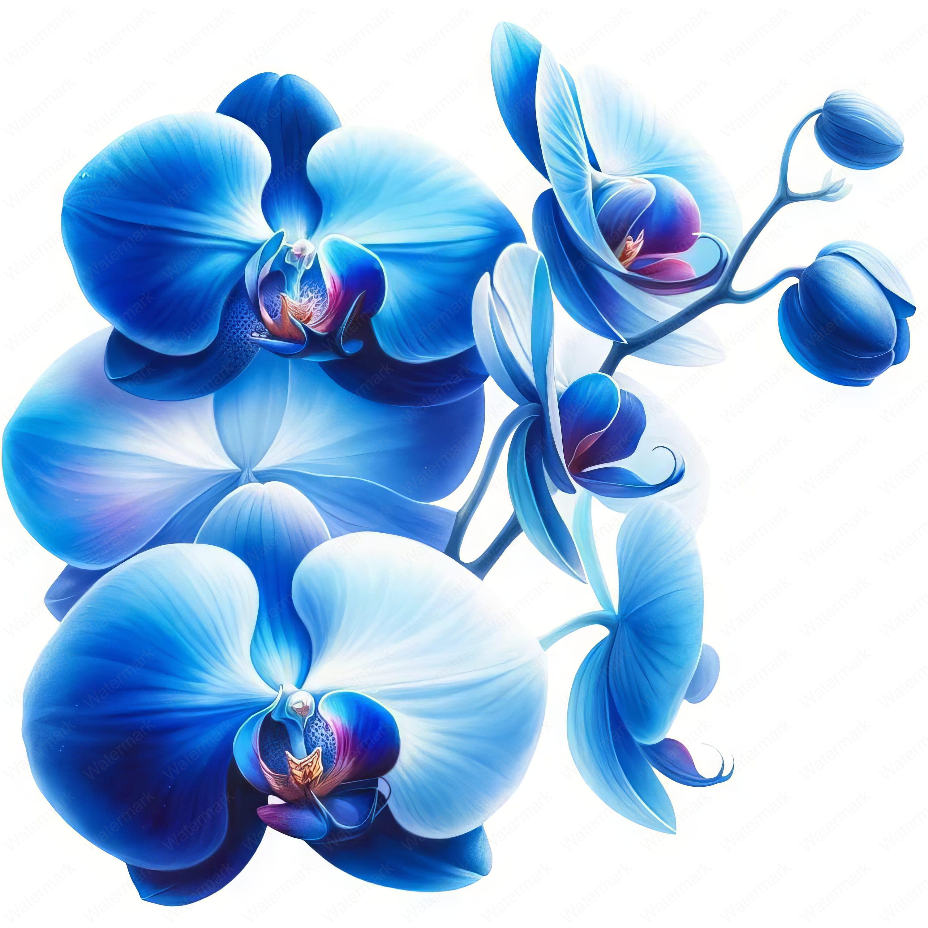 Blue Orchid Clipart Bundle | Floral Art Designs (digital Download) - Etsy