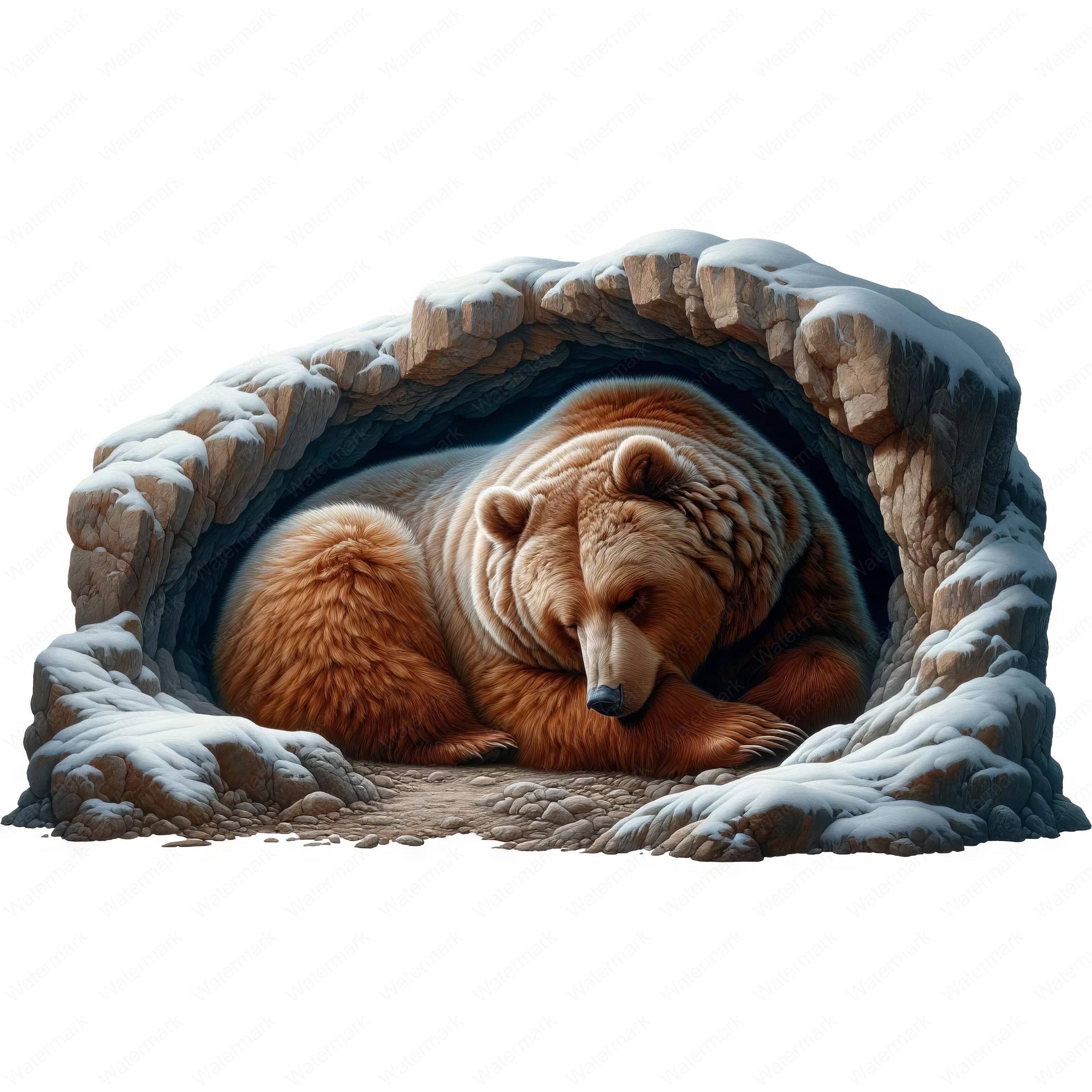 Hibernating Bear Clipart Bundle: Cozy Winter Animal Art (digital ...