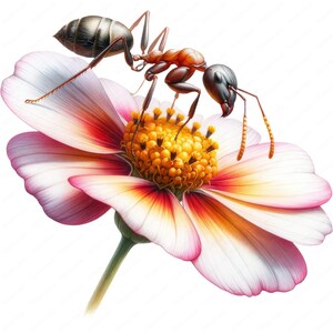 Ant Clipart | 10 High-quality Designs | Insect Art | Bug Illustrations ...