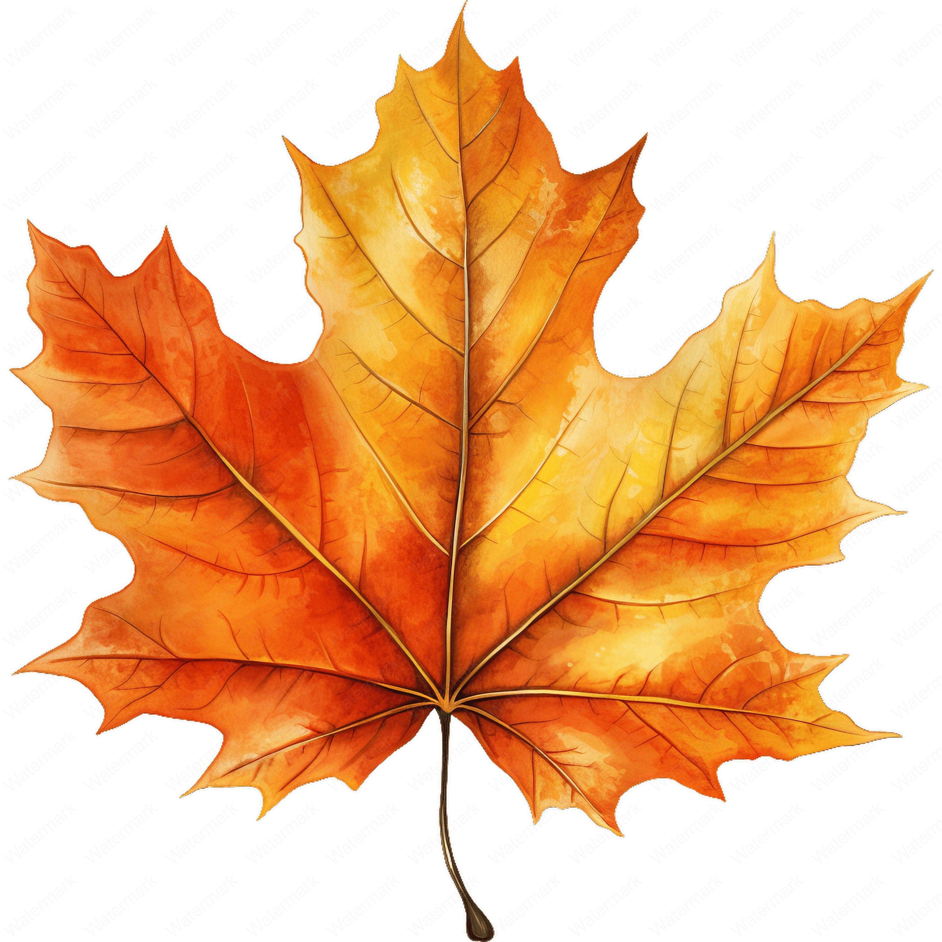 Elegant Maple Leaf Clipart Bundle | Autumn Art (digital Download) - Etsy