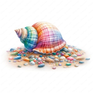 Colorful Seashell Clipart: Beach Art Printables (digital Download) - Etsy