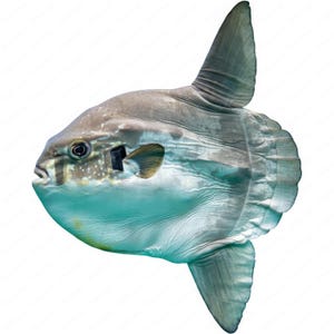 Ocean Sunfish Clipart | Realistic Ocean Sunfish Clipart Bundle | 10 ...