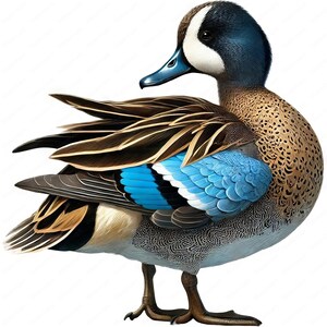Blue-winged Teal Clipart | Elegant Blue-winged Teal Clipart Bundle | 10 ...