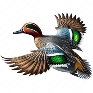 Green-winged Teal Clipart | Elegant Green-winged Teal Clipart Bundle ...