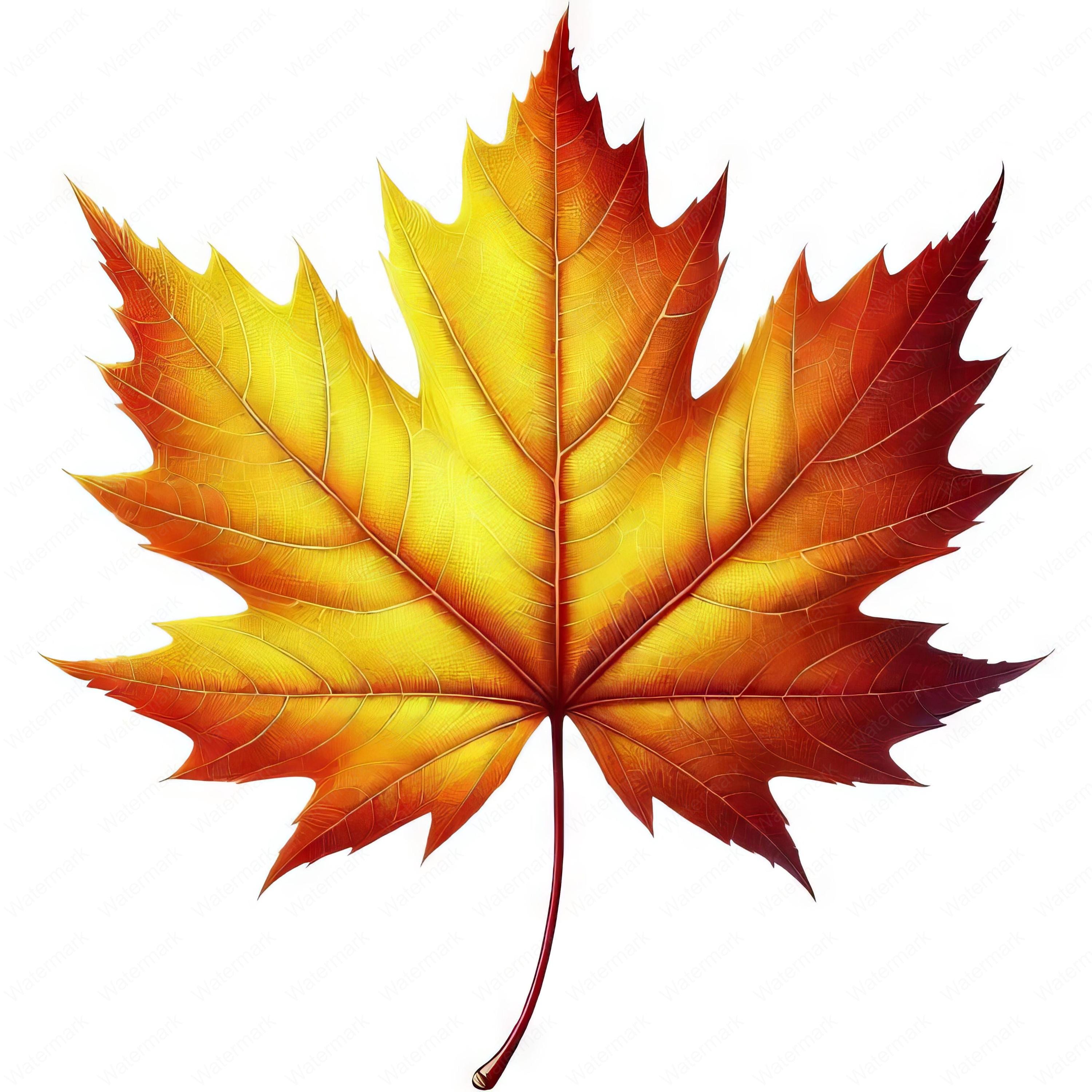 Colorful Maple Leaf Clipart Bundle: Autumn Art Printables (digital ...