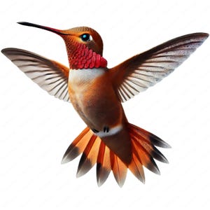 Hummingbird Clipart | Vibrant Rufous Hummingbird Clipart Bundle | 10 ...