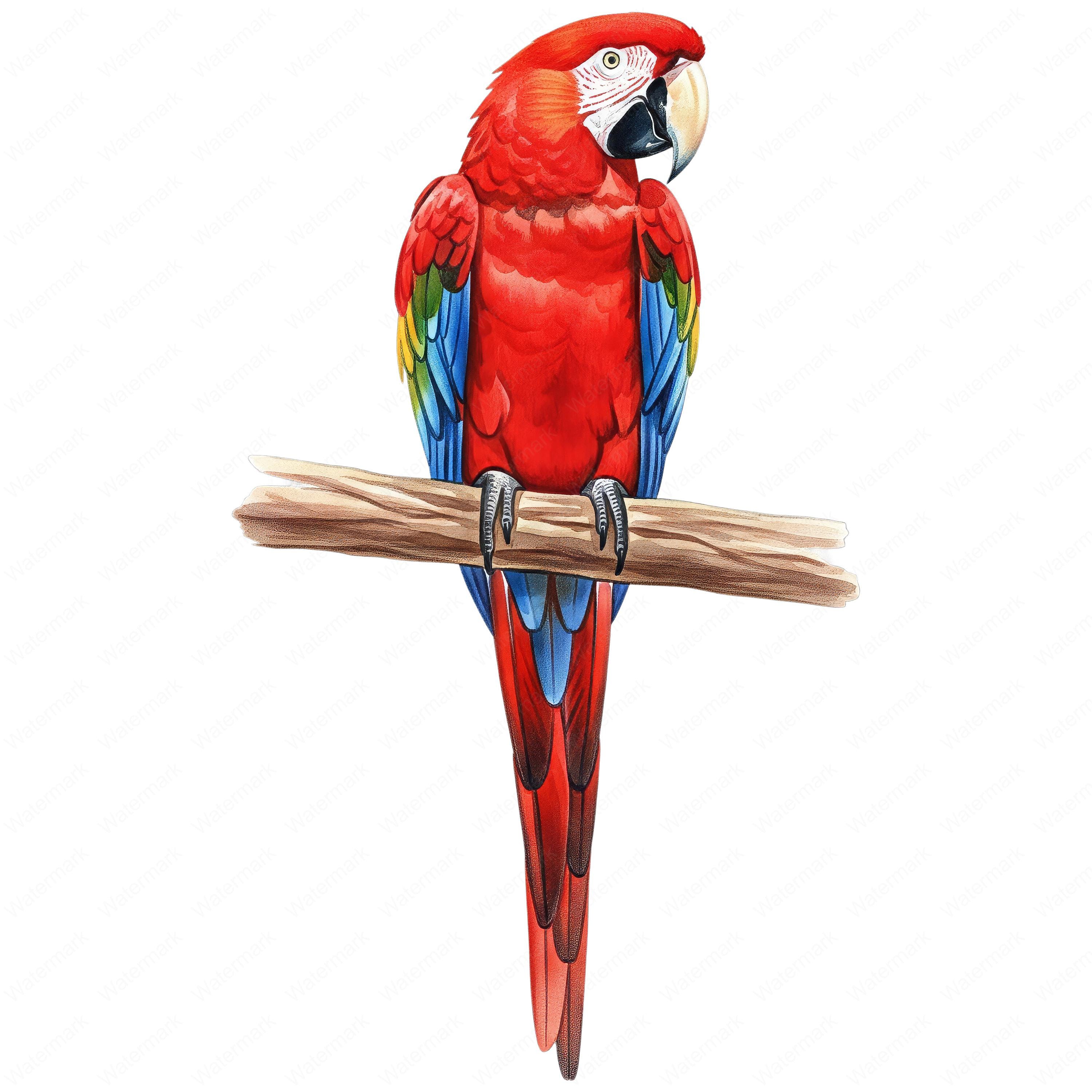 Scarlet Macaw Clipart, Tropical Parrot PNG, 10 High Res Designs ...