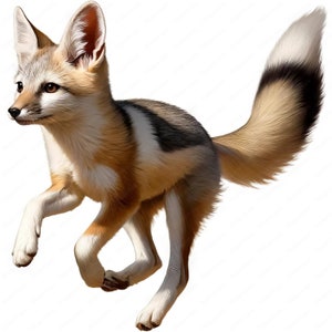 Cute Kit Fox Clipart | Adorable Cute Kit Fox Clipart Bundle | 10 High ...