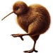 Kiwi Bird Clipart Adorable Kiwi Bird Clipart Bundle 10 High-quality ...