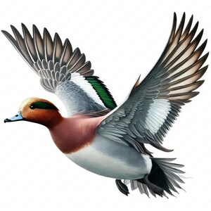 Wigeon Clipart Bundle: 10 Waterfowl Art Designs (digital Download) - Etsy