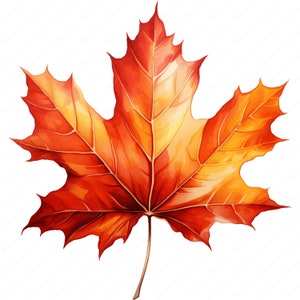 Elegant Maple Leaf Clipart Bundle | Autumn Art (digital Download) - Etsy