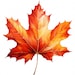 Elegant Maple Leaf Clipart Bundle | Autumn Art (digital Download) - Etsy
