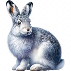 Arctic Hare Clipart | Clipart Bundle | 10 High-quality Designs | Wall ...