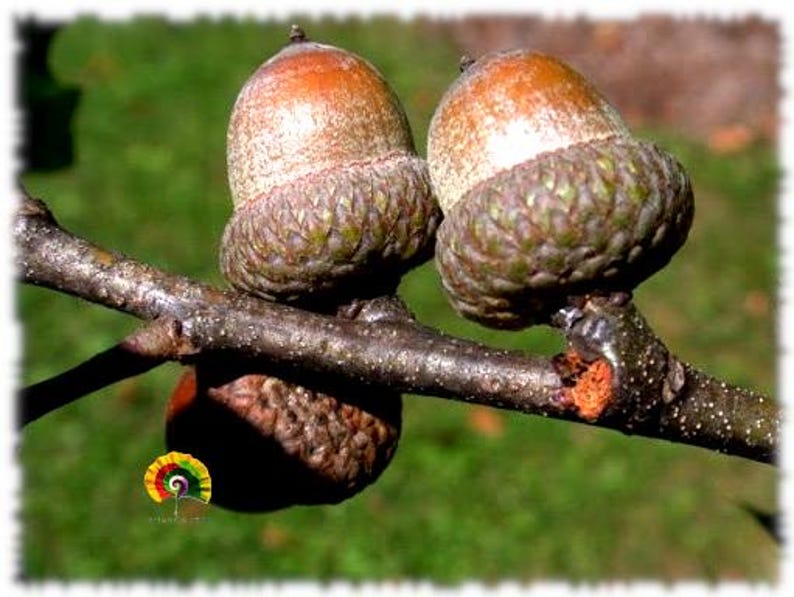 Planta de Quercus robur - Roble - 2 Años - Etsy México