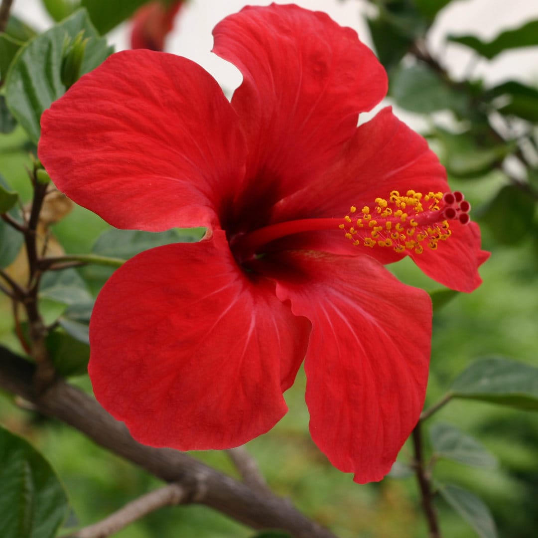 Hibiscus Flower Cut & Shifted Sun Dried Hand Picked Non-irradiated - Etsy