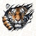 On the Prowl Png | Tiger Claws PNG | Tiger Mascot Design L Tiger Spirit ...
