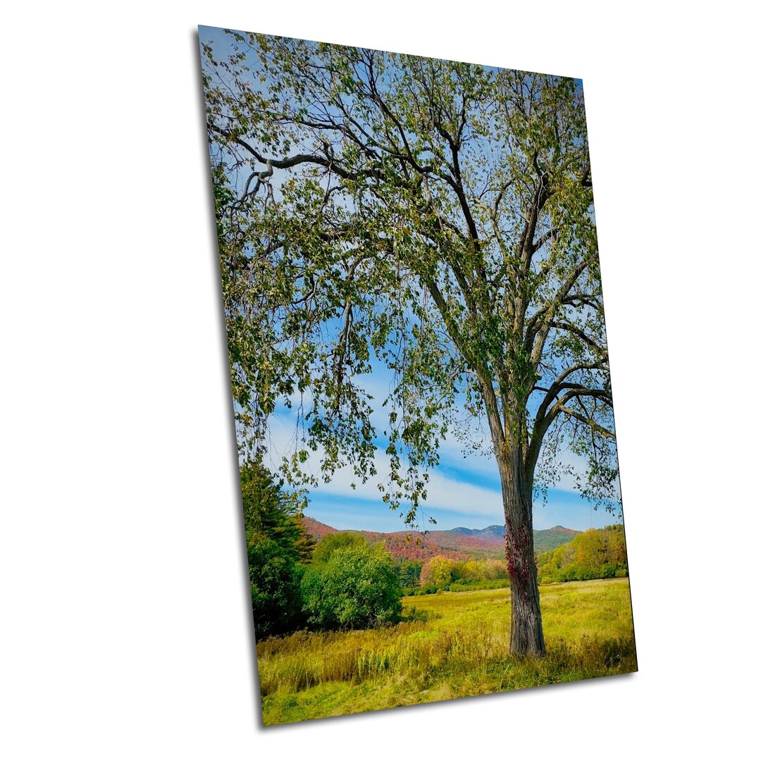Adirondacks Lone Tree Fall | Wall Art-trees Photography for Decorating ...
