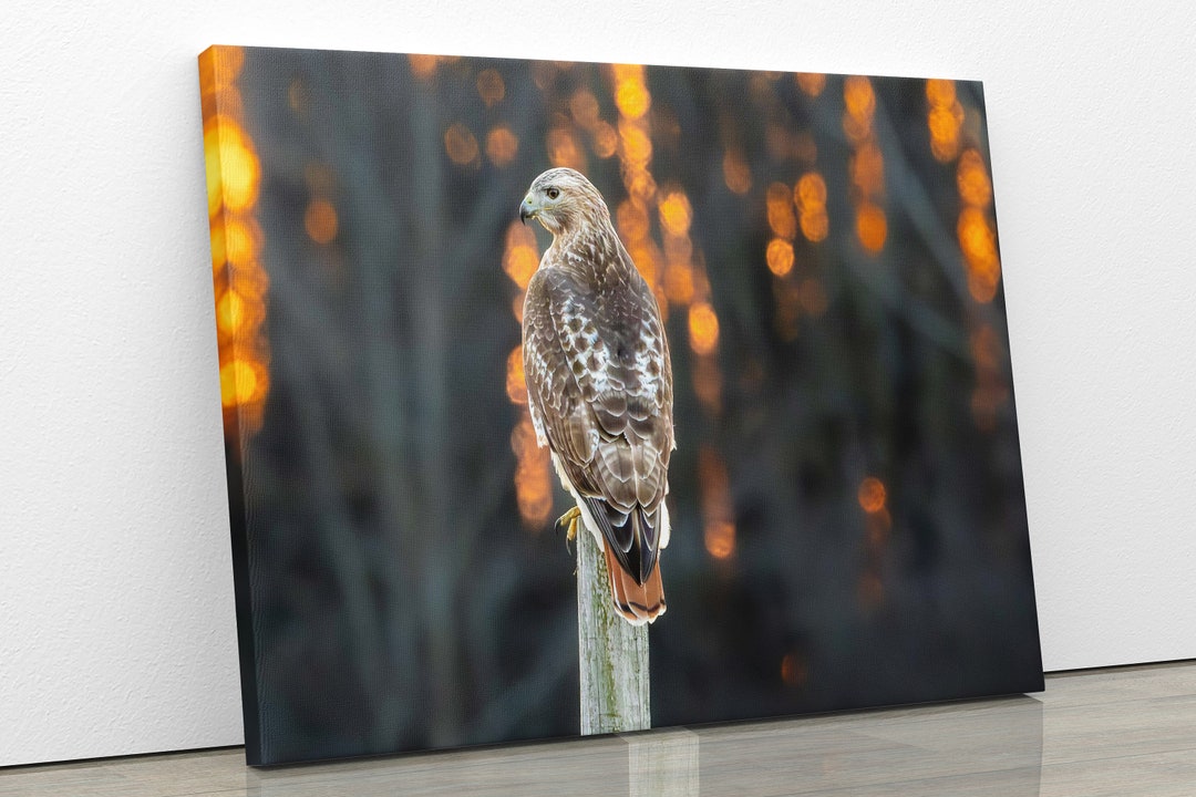 Red-tailed Hawk Photography Print: Sunset Bokeh, Nature Home Decor - Etsy