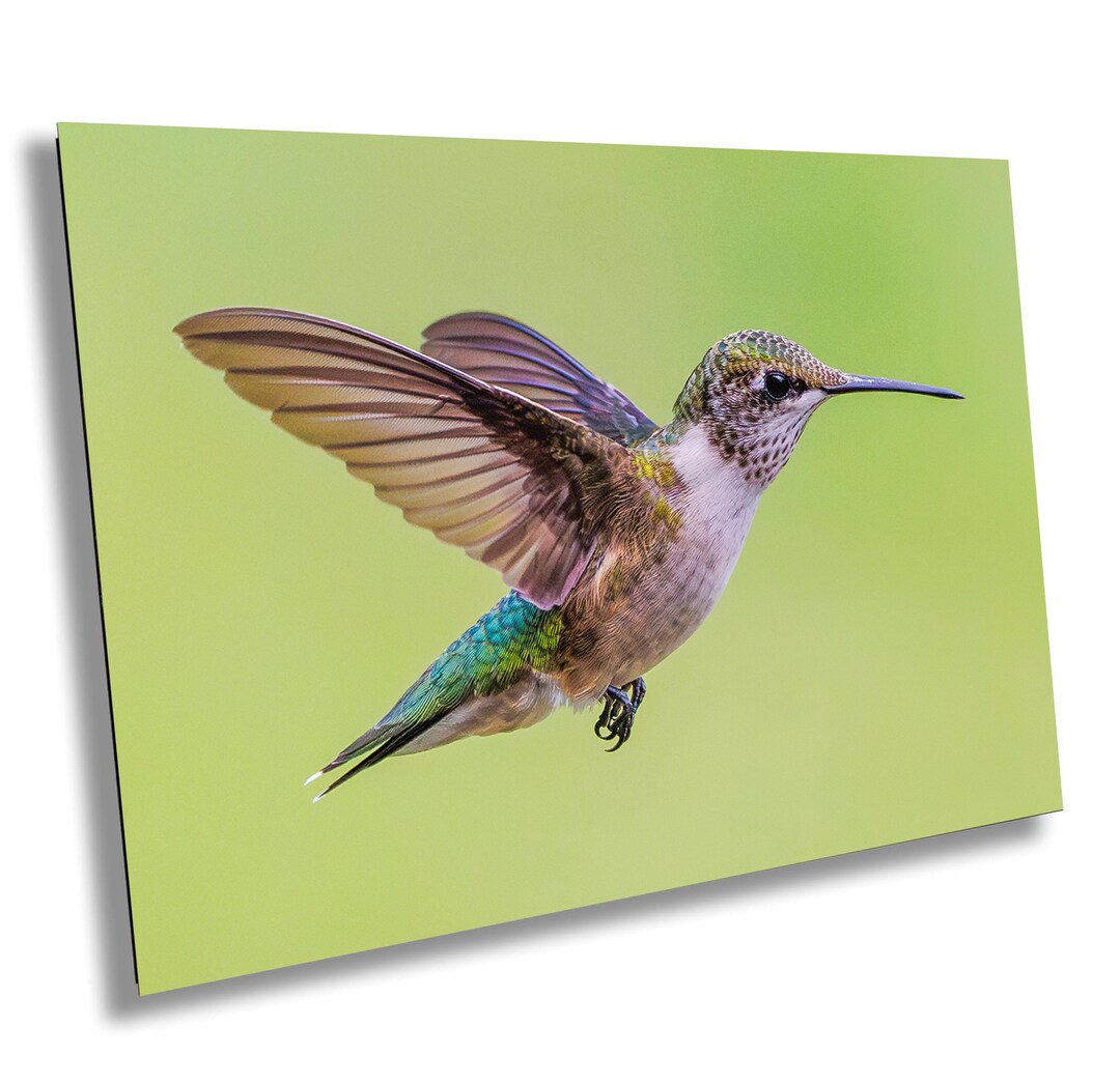 Ruby-throated Hummingbird Print - Hummingbird Gift- Hummingbird ...