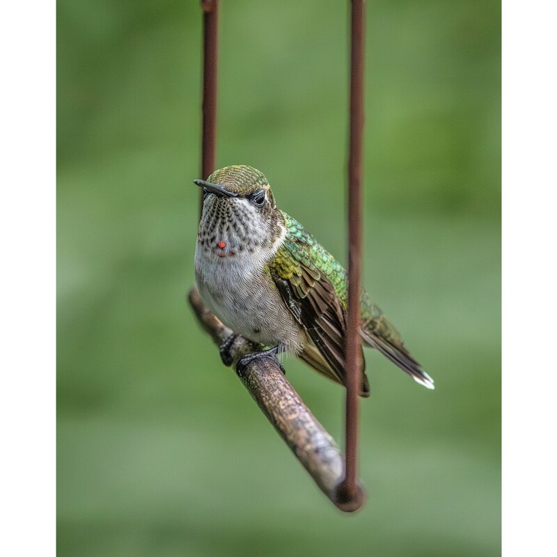 Hummingbird Swing - Etsy