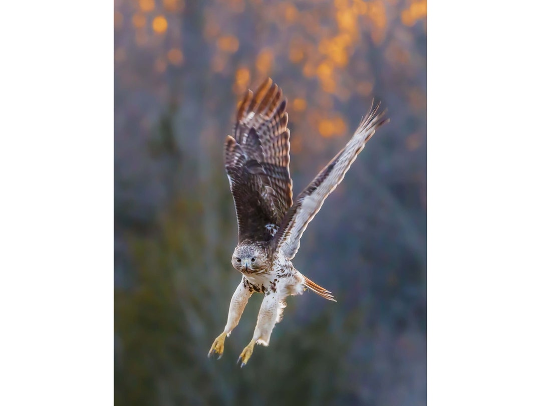 Jumping Red-tailed Hawk Unique Nature Wall Art Bird Lovers Gift ...