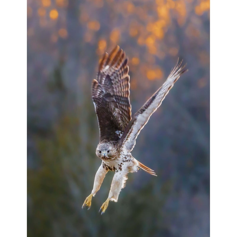 Metal Hawk Wall Art - Etsy