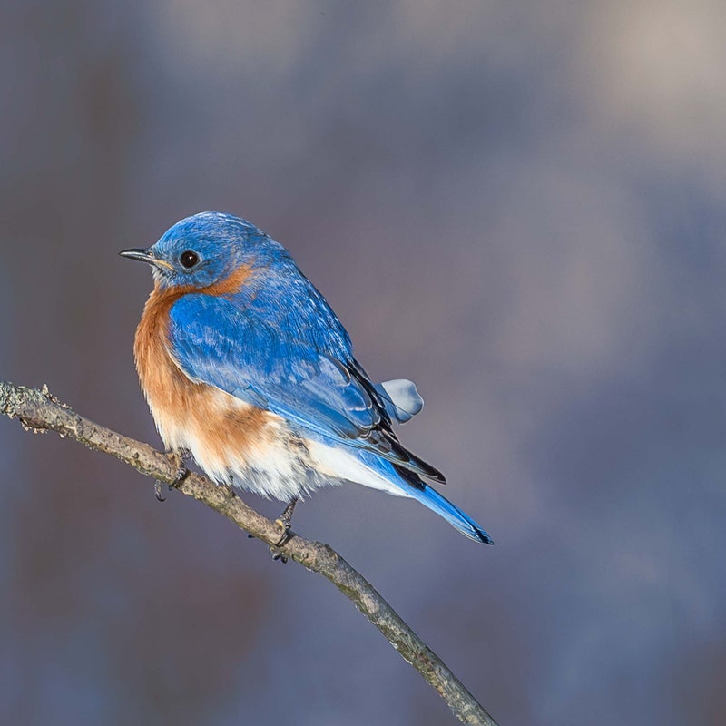 Bluebird Decor - Etsy