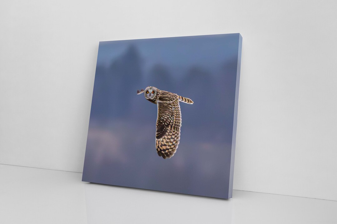 Short-eared Owl in Flight Fine Art Print: Wildlife Photo, Nature ...