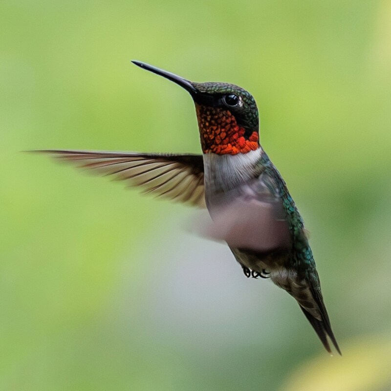 Hummingbird Print - Etsy