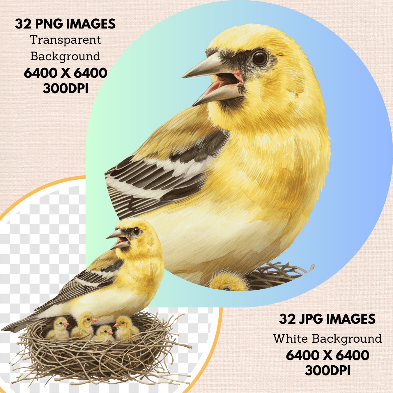 Watercolor American Goldfinch Mother Spinus Tristis Nestlings Hatchlings Clipart PNG Bundle ...