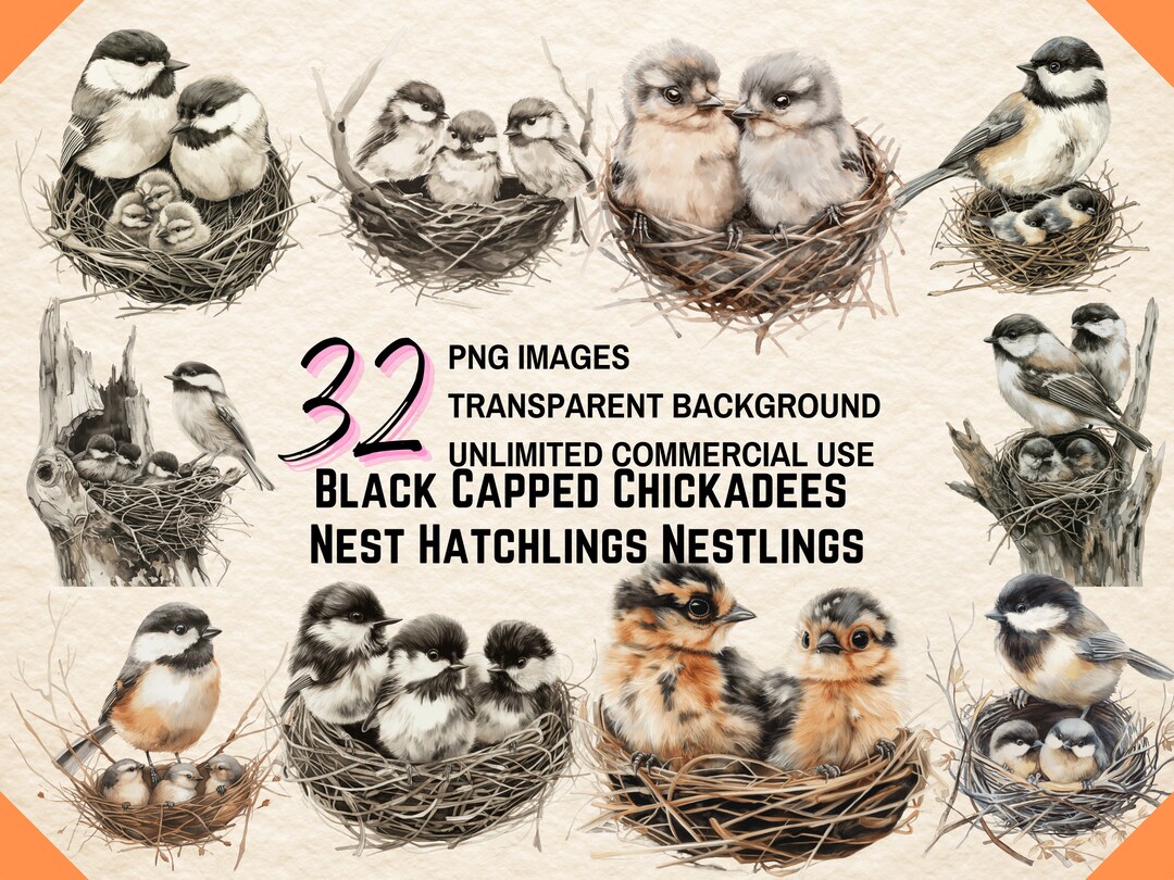 Watercolor Cute Baby Birds Black Capped Chickadees Nest Hatchlings Nestlings Clipart PNG Bundle ...