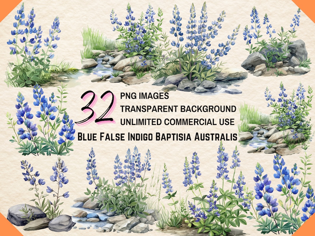 Watercolor Blue False Indigo Baptisia Australis Clipart PNG Instant ...