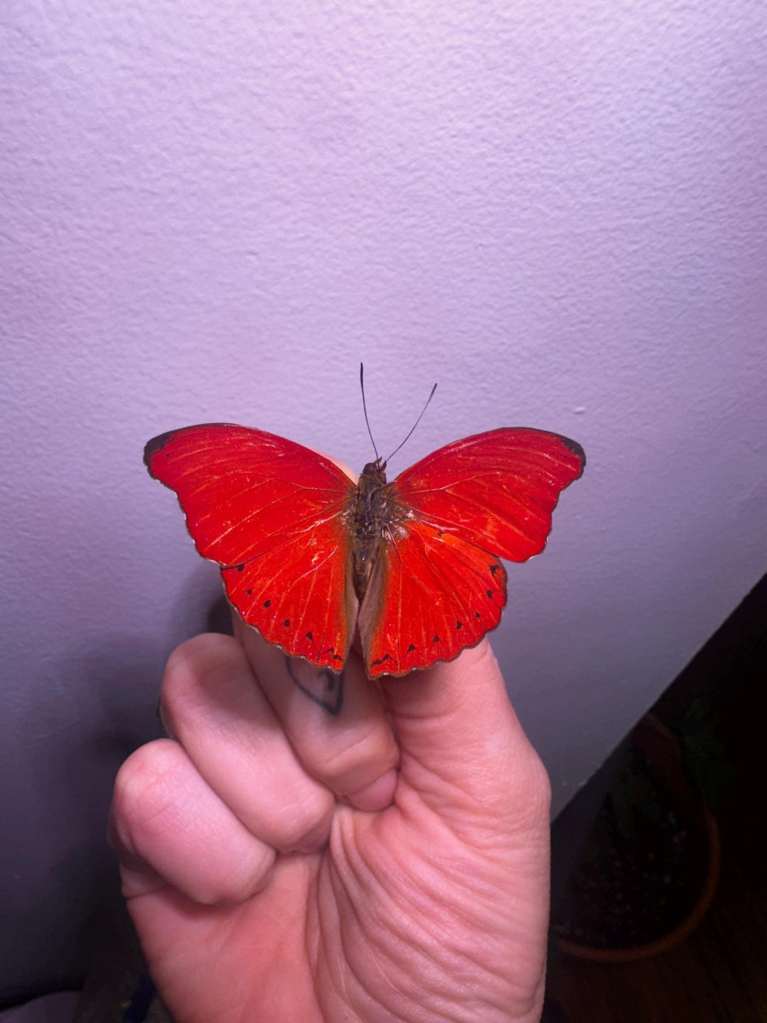 Cymothoe Sangaris blood Red Glider A1 - Etsy