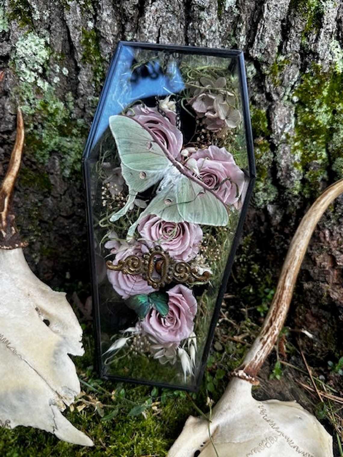 Luna Moth Pink Roses Orb Weaver Green Hairstreak Butterfly Jewel Beetle ...