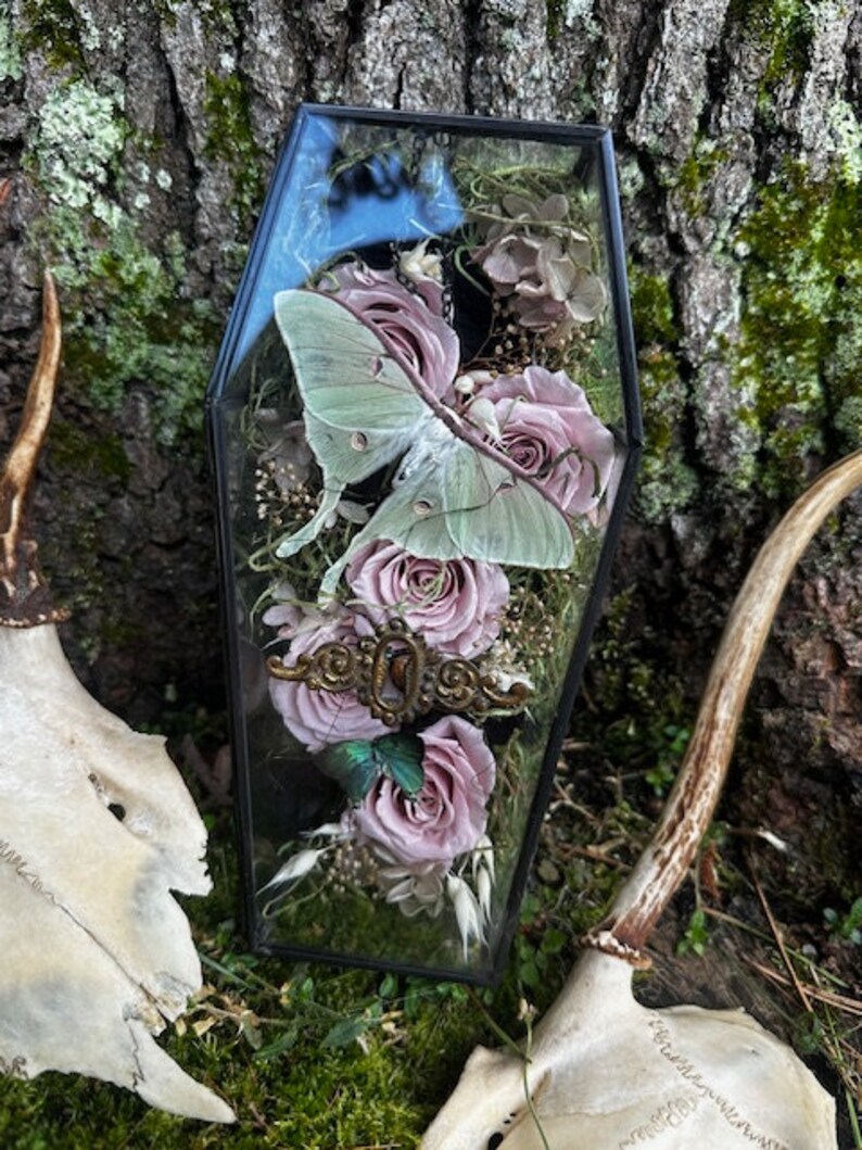 Luna Moth Pink Roses Orb Weaver Green Hairstreak Butterfly Jewel Beetle ...