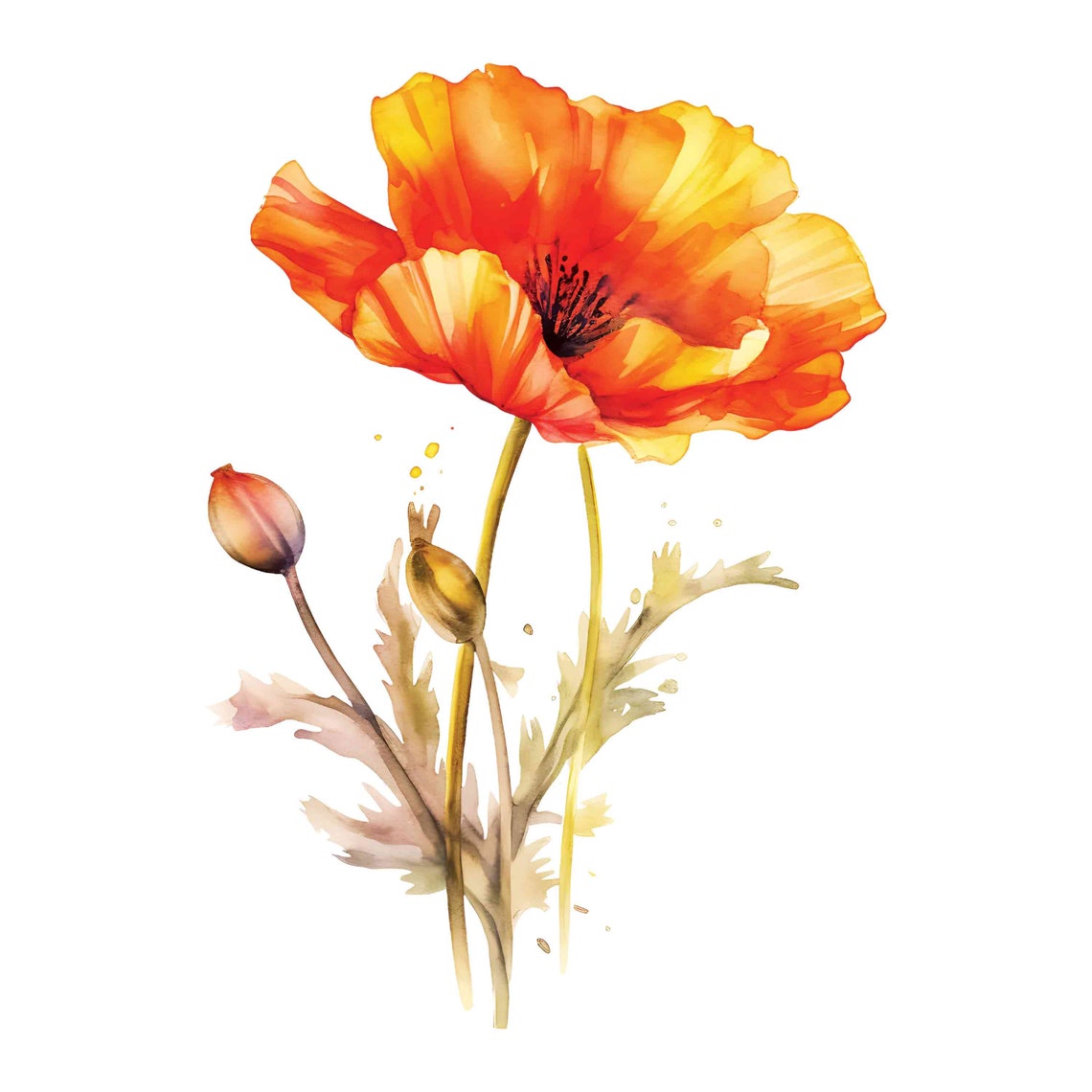 Watercolor Poppy, Poppy Clipart PNG, Watercolor Flower Print, Wedding ...