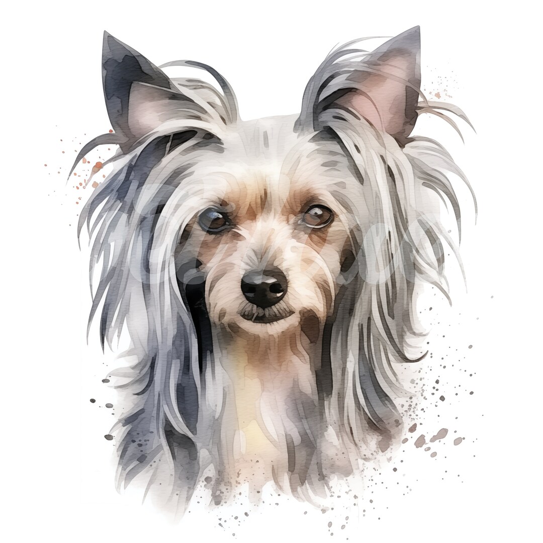 Watercolor Chinese Crested Dog Clipart - 4 High Quality Jpgs - Digital ...