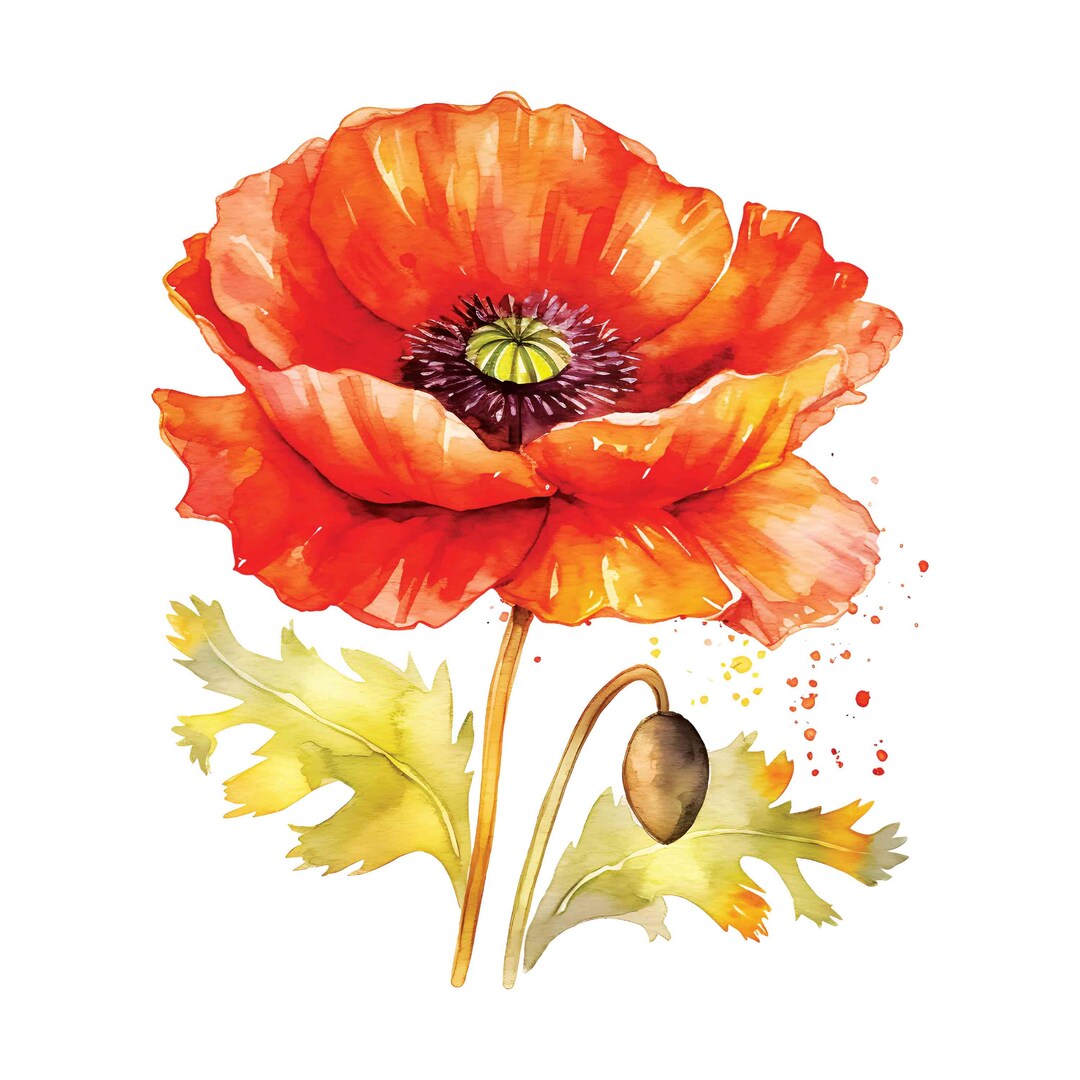 Watercolor Poppy, Poppy Clipart PNG, Watercolor Flower Print, Wedding ...