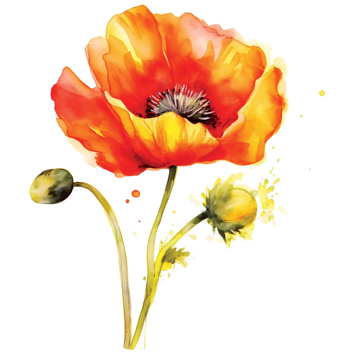 Watercolor Poppy, Poppy Clipart PNG, Watercolor Flower Print, Wedding ...