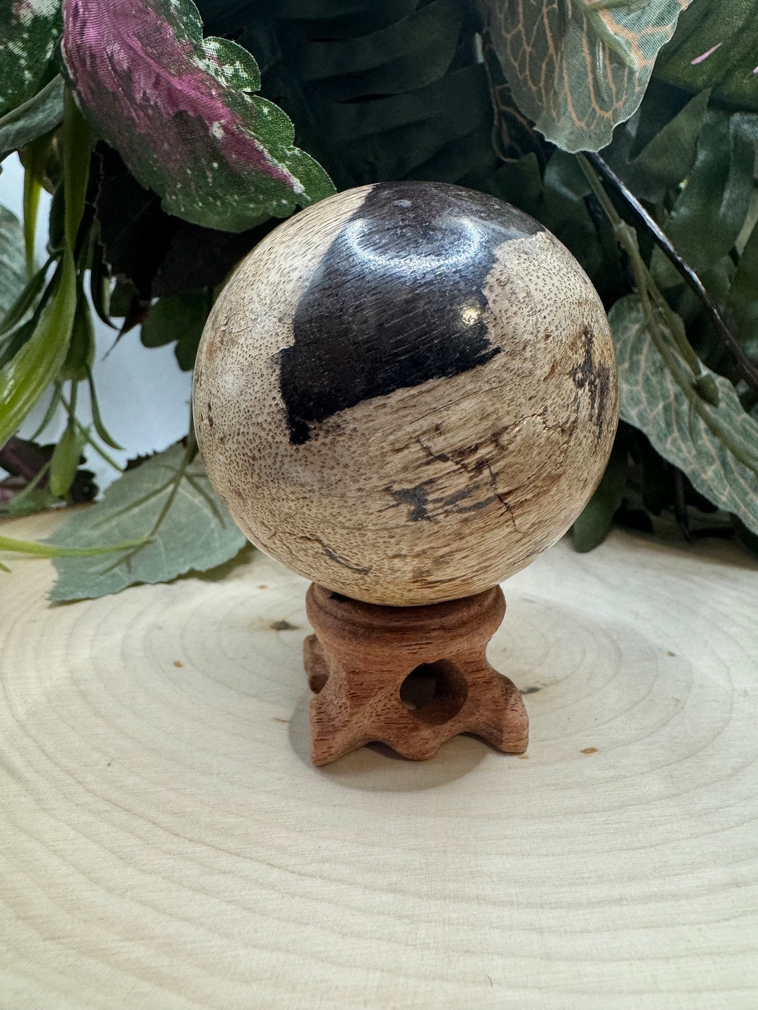 Fossilized Palm Root Sphere From Indonesia, Organic Fossilized Palm ...