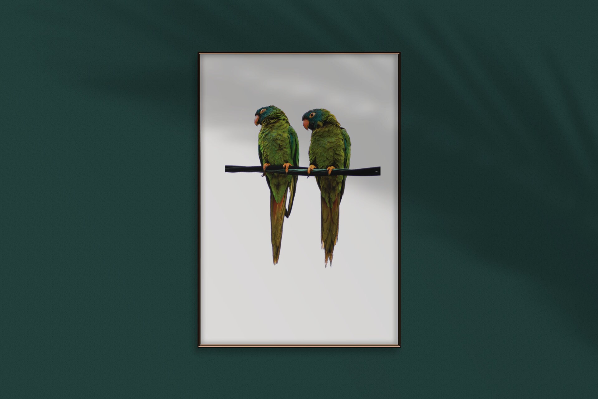 Ocean Beach Parrots | Ocean Beach Art | San Diego Print | Coastal Art ...