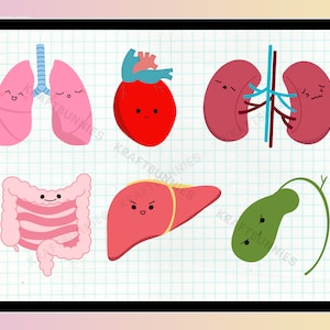Cute Kawaii Body Organs Anatomy Education Brain Heart Lungs Vector ...