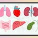 Cute Kawaii Body Organs Anatomy Education Brain Heart Lungs Vector ...