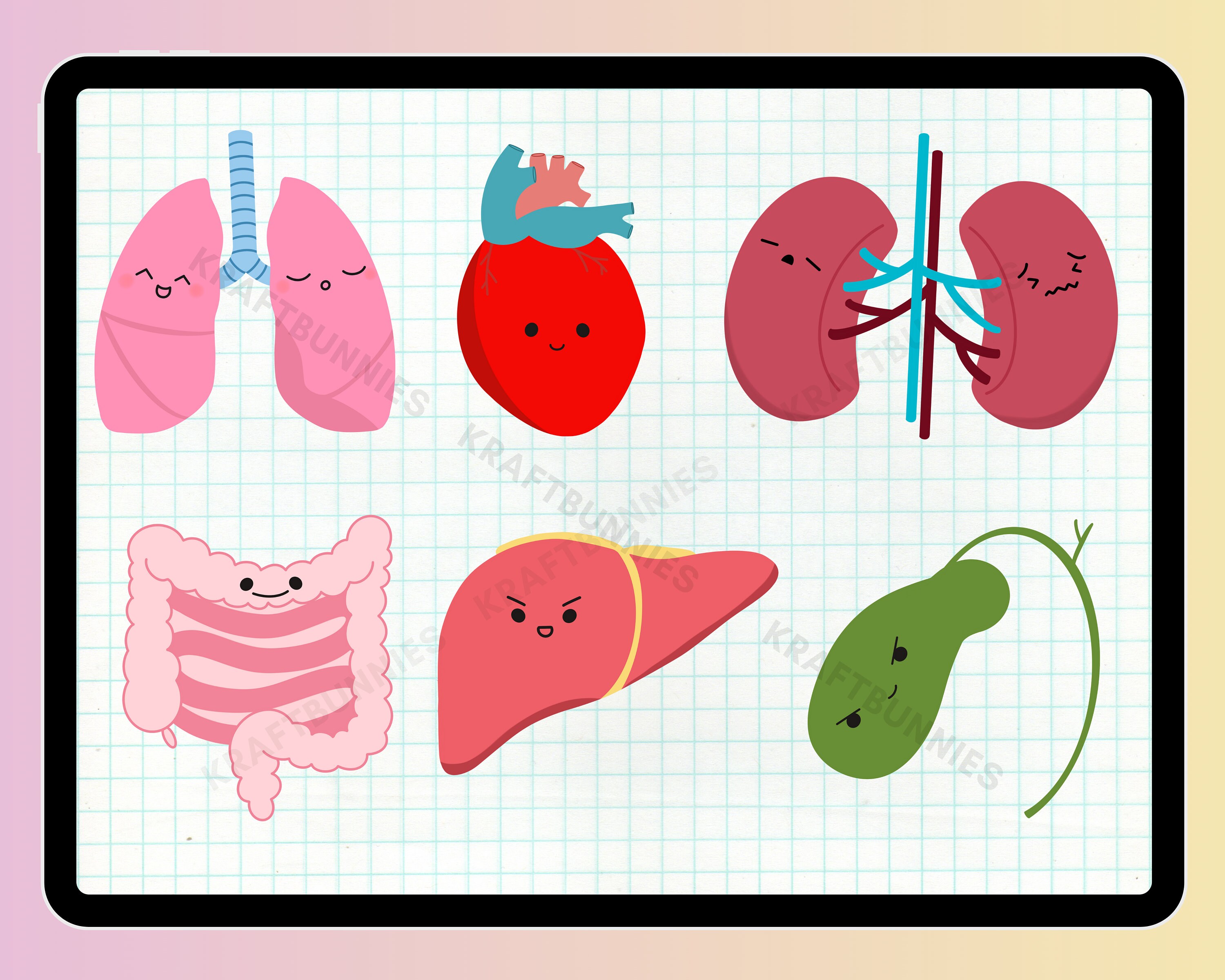 Cute Kawaii Body Organs Anatomy Education Brain Heart Lungs Vector ...