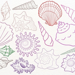 Procreate & Photoshop Sea Shells Line Art Stamp Brush Pack Beach ...
