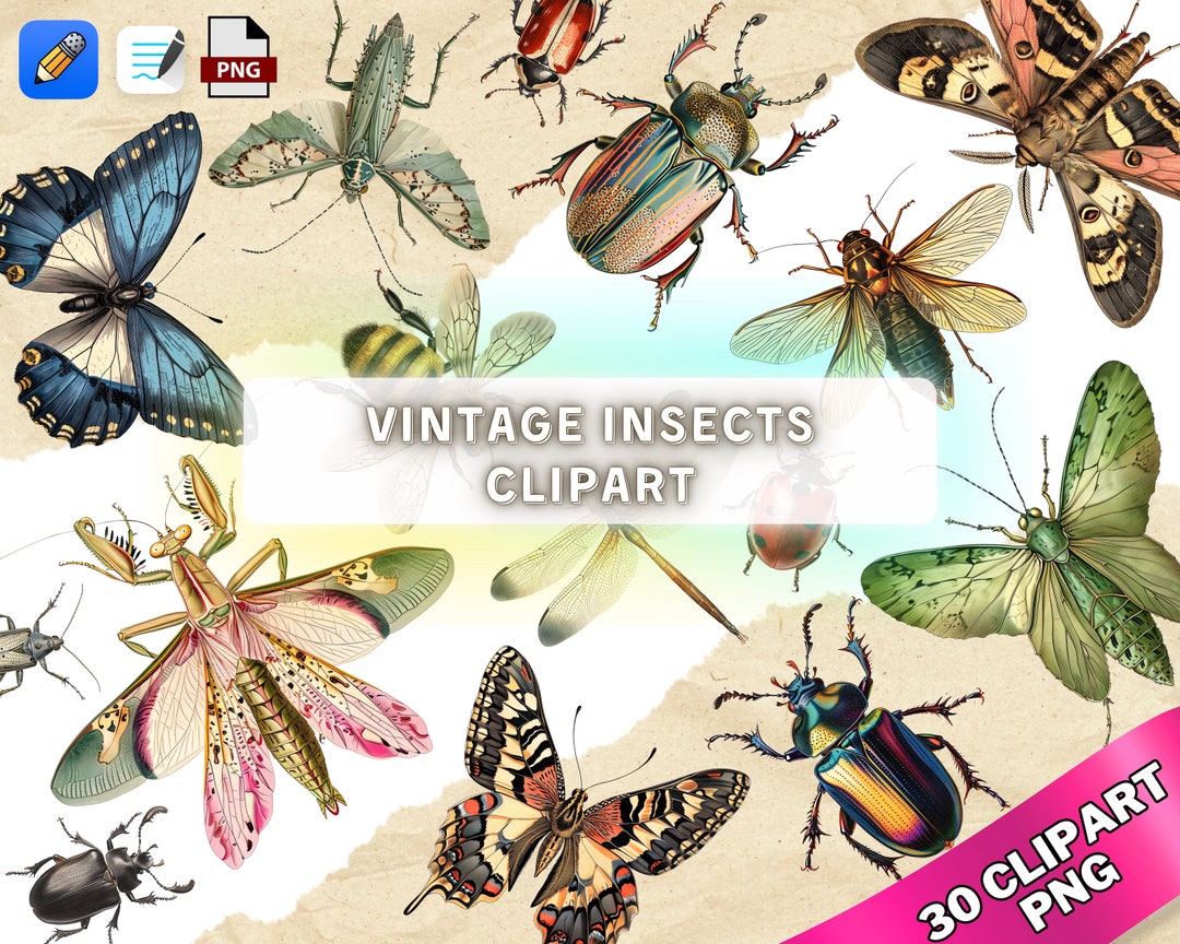 Vintage Insect Bugs Clipart, Antique Butterfly,beetle,moth Antique Clip ...