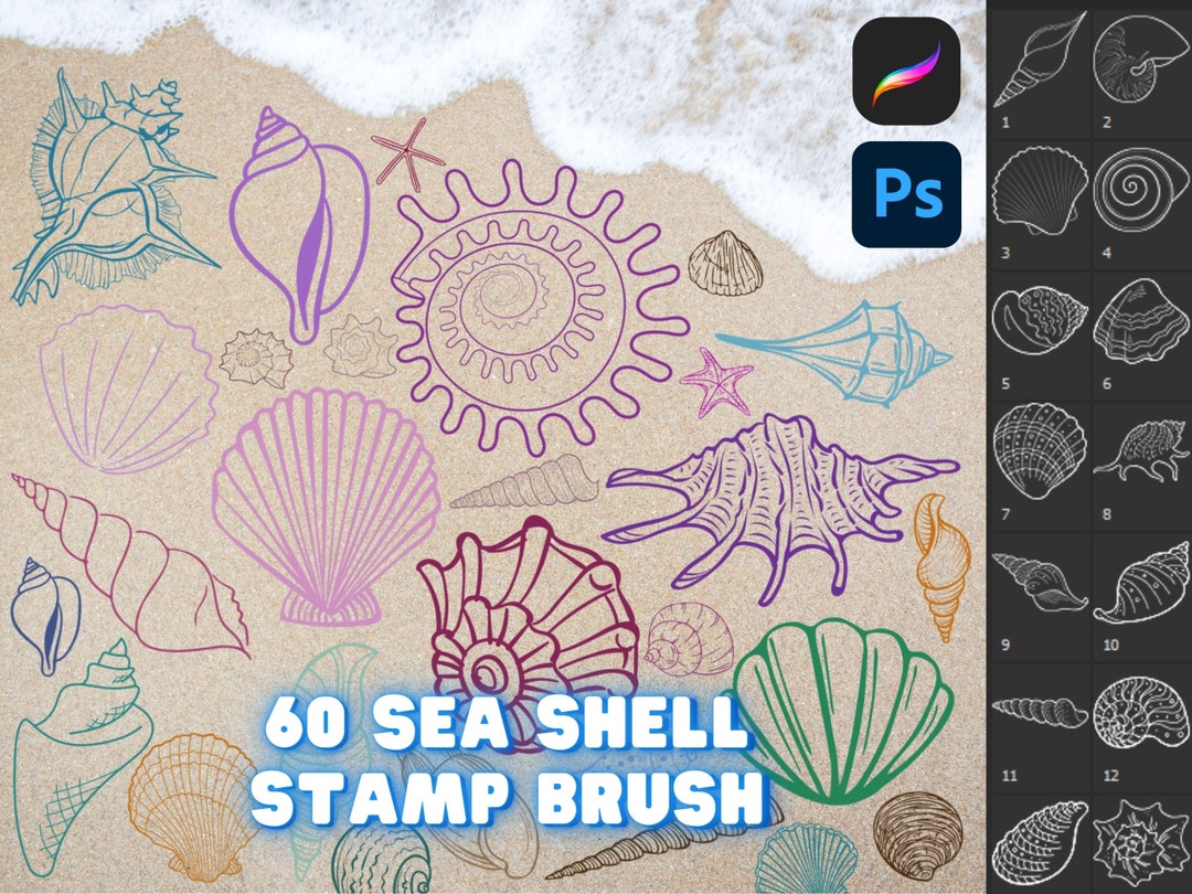 Procreate & Photoshop Sea Shells Line Art Stamp Brush Pack Beach ...