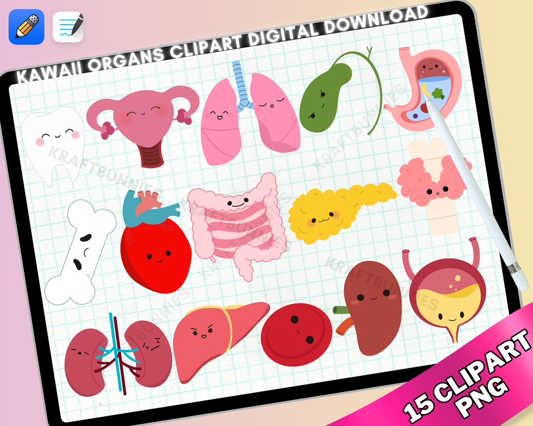 Cute Kawaii Body Organs Anatomy Education Brain Heart Lungs Vector ...